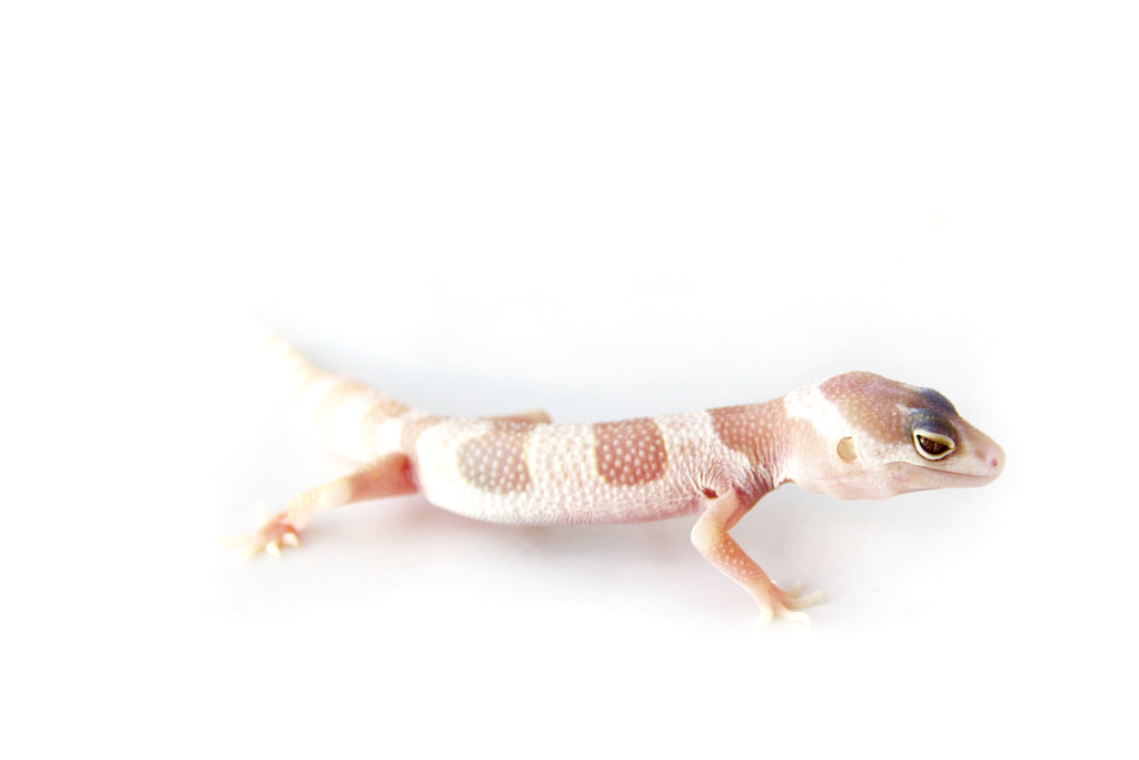 Different Leopard Gecko Morphs | Backwater Reptiles Blog