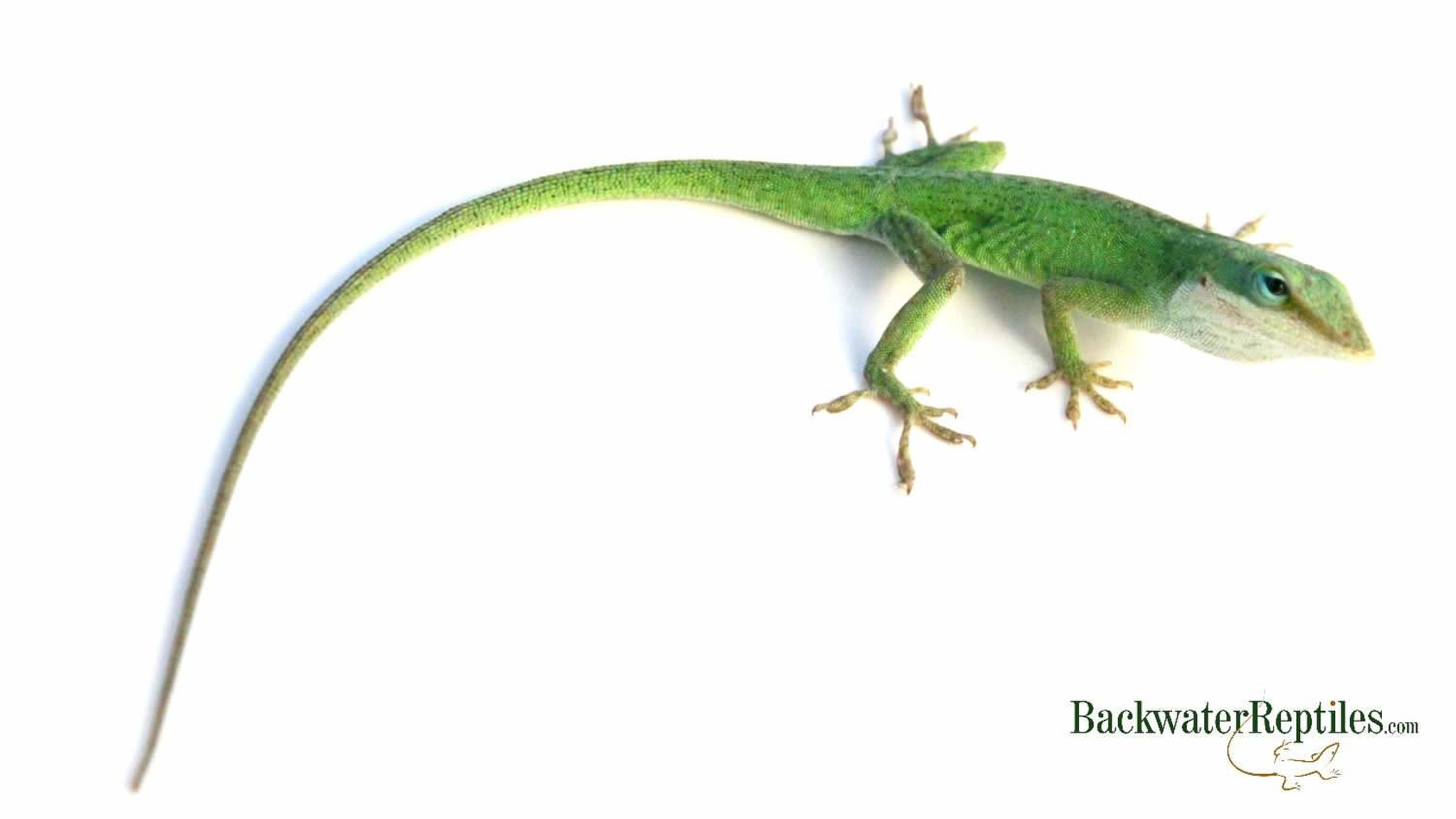 Green Anole Beginner Reptile | Backwater Reptiles Blog