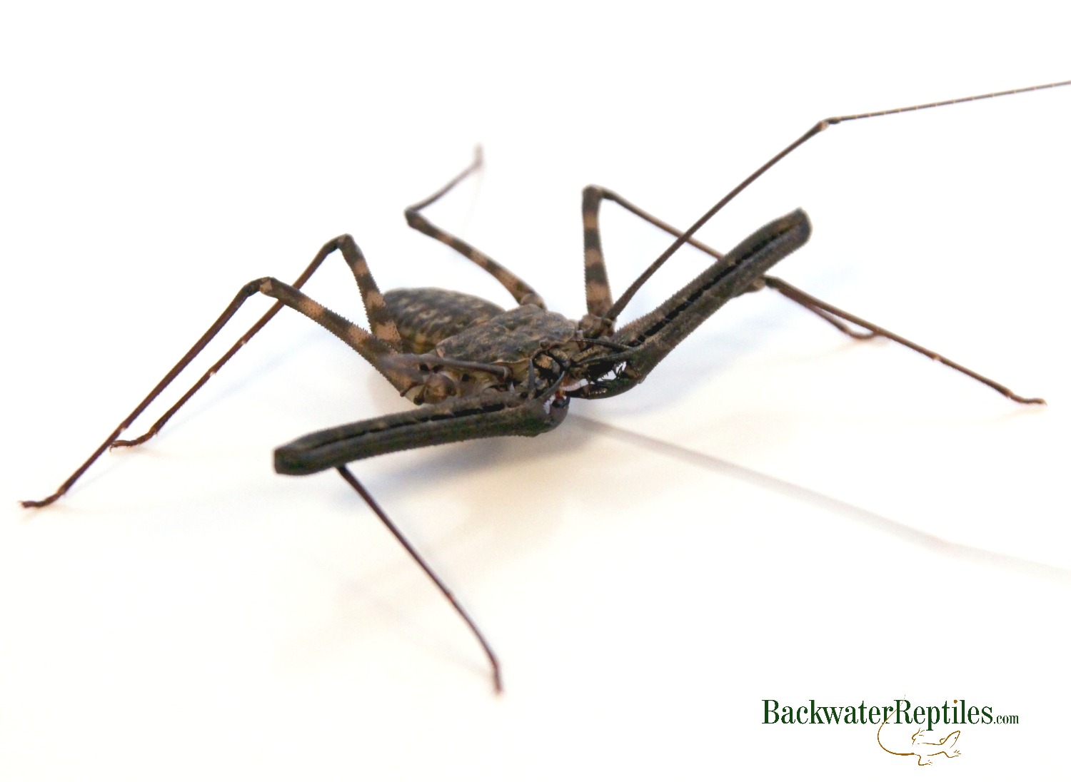 Whip Spider Care (Amblypygi sp.) | Backwater Reptiles Blog
