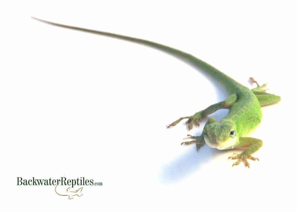 Green Anoles as First Time Pet Lizards | Backwater Reptiles Blog