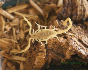 How to Set Up a Scorpion Enclosure | Backwater Reptiles Blog