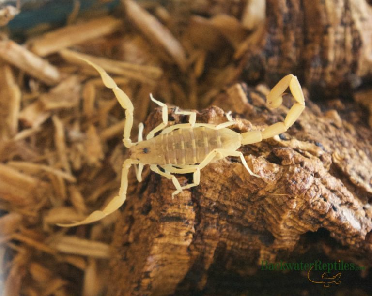How to Set Up a Scorpion Enclosure | Backwater Reptiles Blog