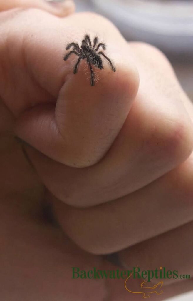 What Are the Most Colorful Pet Tarantulas? | Backwater Reptiles Blog
