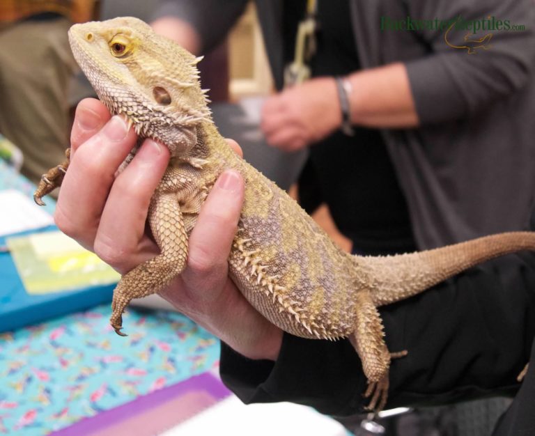 Best Pet Reptiles for Handling | Backwater Reptiles Blog