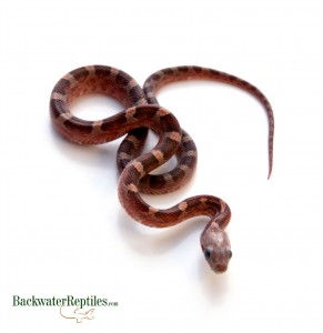 Most Popular Corn Snake Morphs | Backwater Reptiles Blog