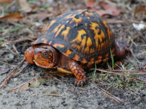 How to Care for a Hatchling Eastern Box Turtle | Backwater Reptiles Blog