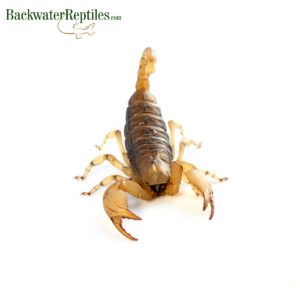 How to Set Up a Scorpion Enclosure | Backwater Reptiles Blog