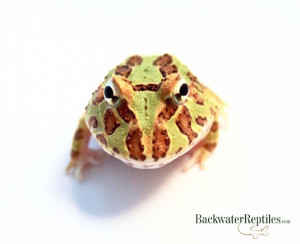 Popular Pacman Frog Morphs | Backwater Reptiles Blog