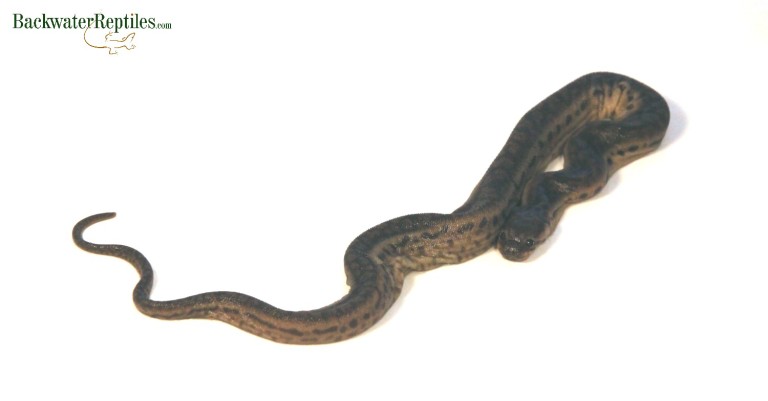 Elephant Trunk Snake Care (Acrochordus javanicus) | Backwater Reptiles Blog