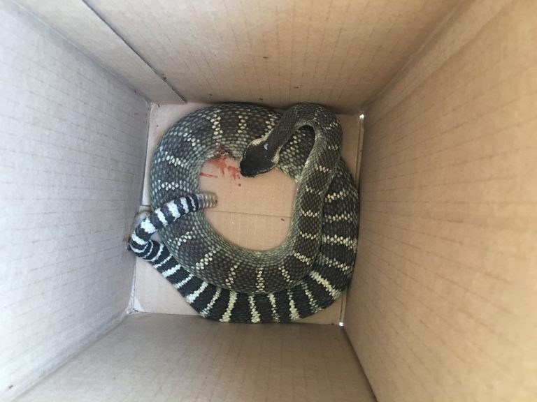 How to Preserve a Reptile or Amphibian | Backwater Reptiles Blog