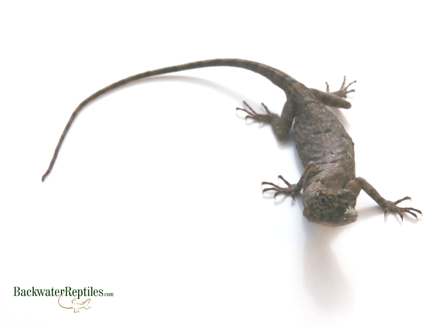 How to Care for Your Flying Dragon (Draco volans) | Backwater Reptiles Blog