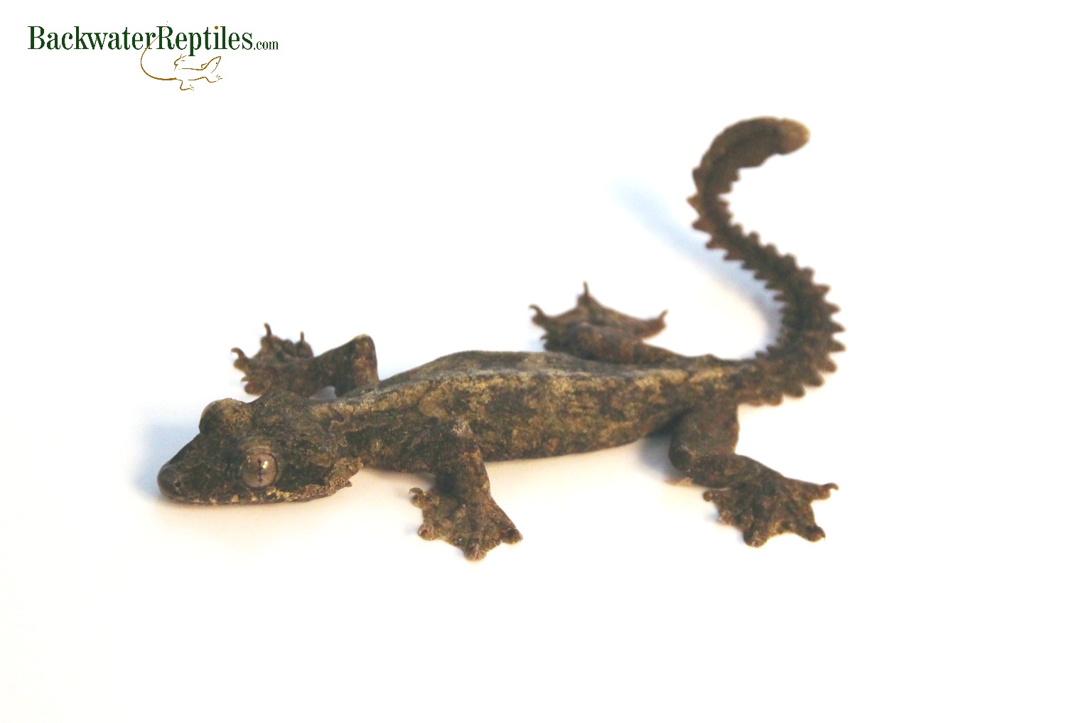 Trickiest Pet Lizards | Backwater Reptiles Blog