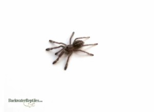 Gooty Sapphire Tarantula Care Sheet (Poecilotheria metallica ...