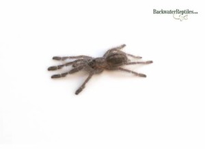 Gooty Sapphire Tarantula Care Sheet (Poecilotheria metallica ...