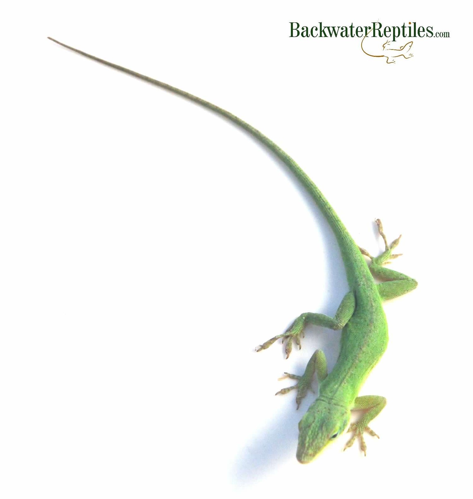 Green Anoles as First Time Pet Lizards | Backwater Reptiles Blog