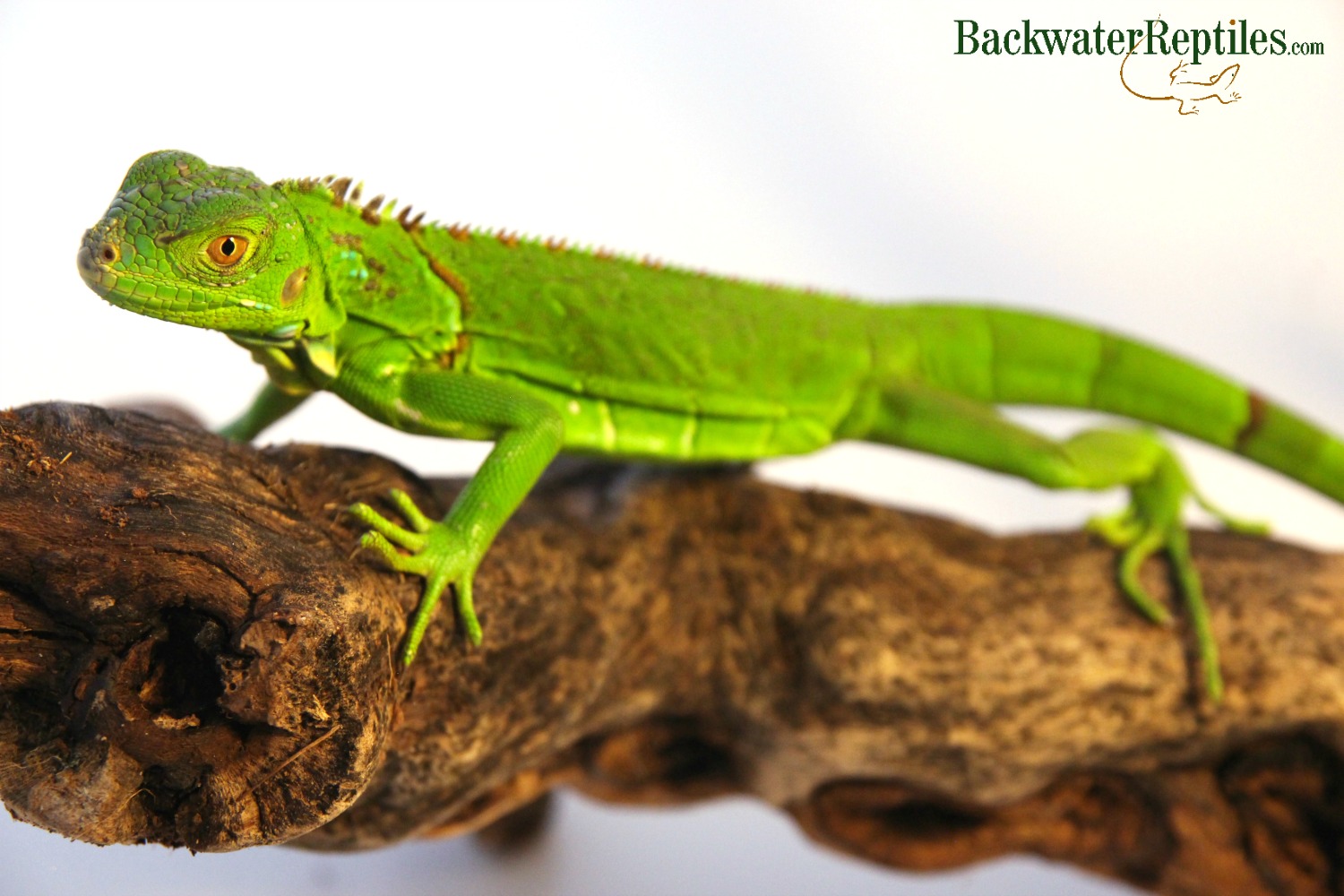 Pet Green Iguana Care | Backwater Reptiles Blog