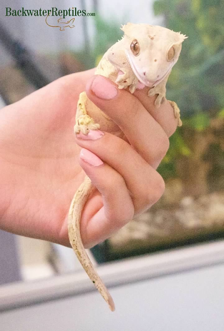 How to Care for Your Crested Gecko | Backwater Reptiles Blog