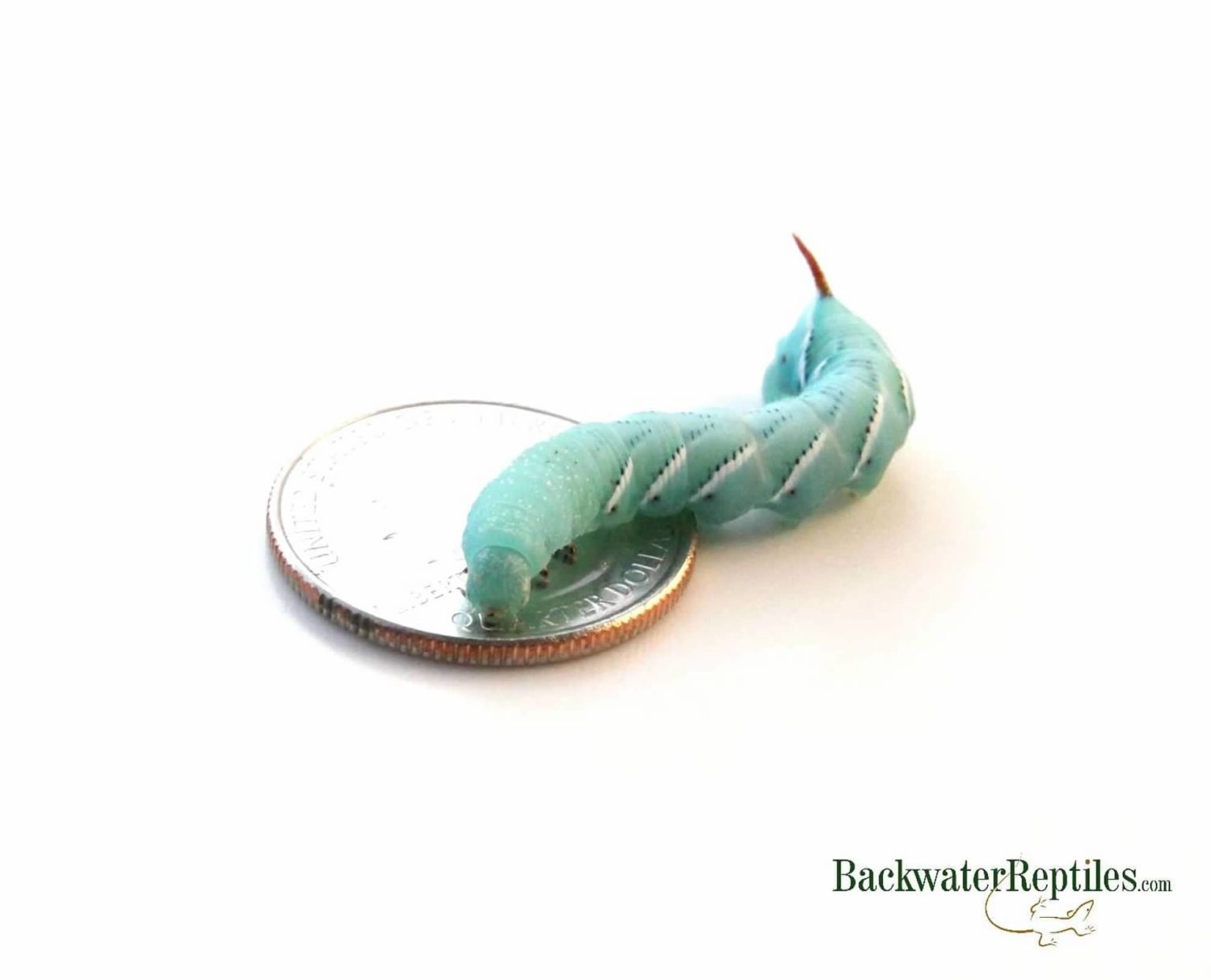 Best Feeder Insects for Reptiles | Backwater Reptiles Blog