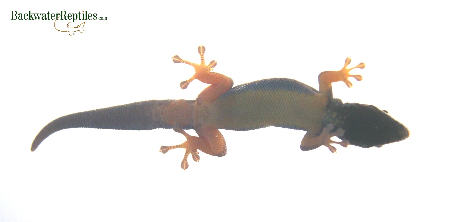How Do Geckos Stick to Smooth Surfaces? | Backwater Reptiles Blog