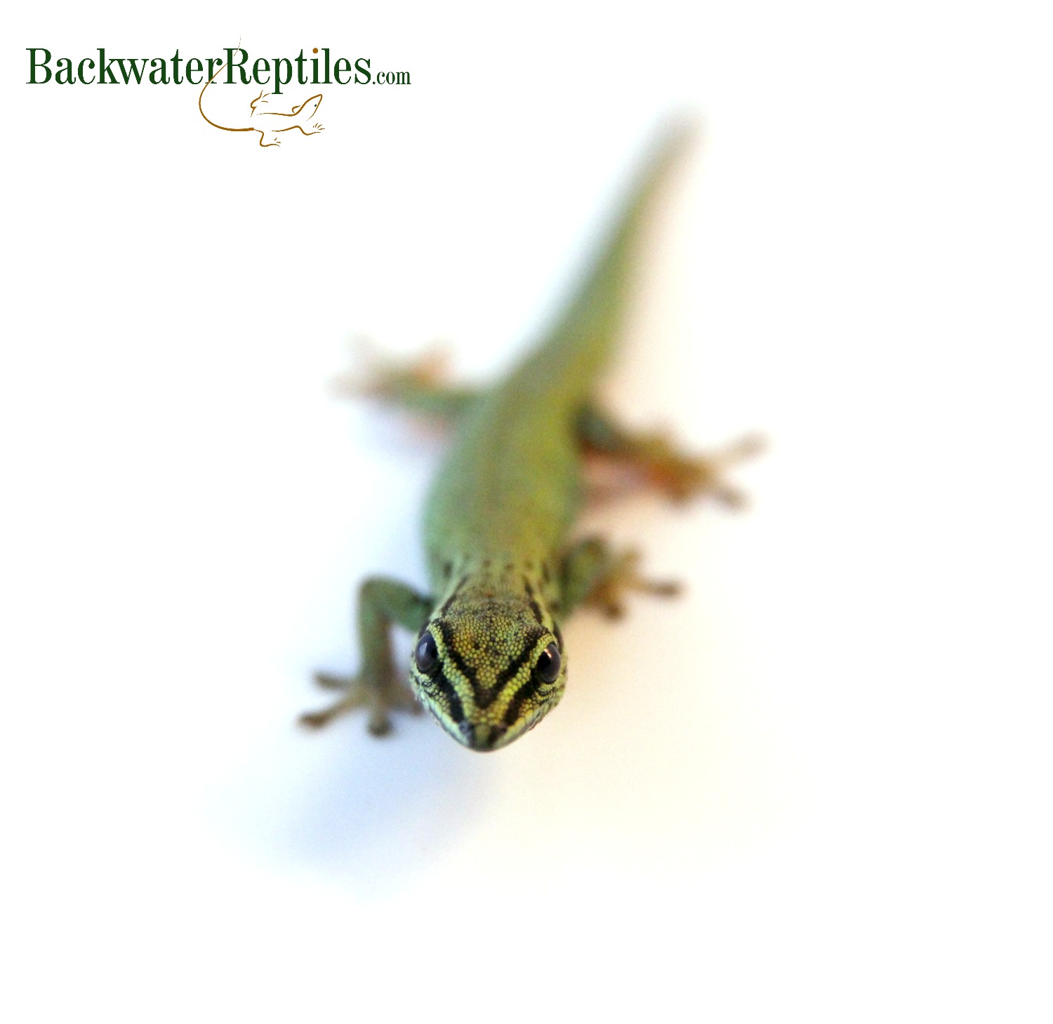 The Smallest Pet Geckos | Backwater Reptiles Blog