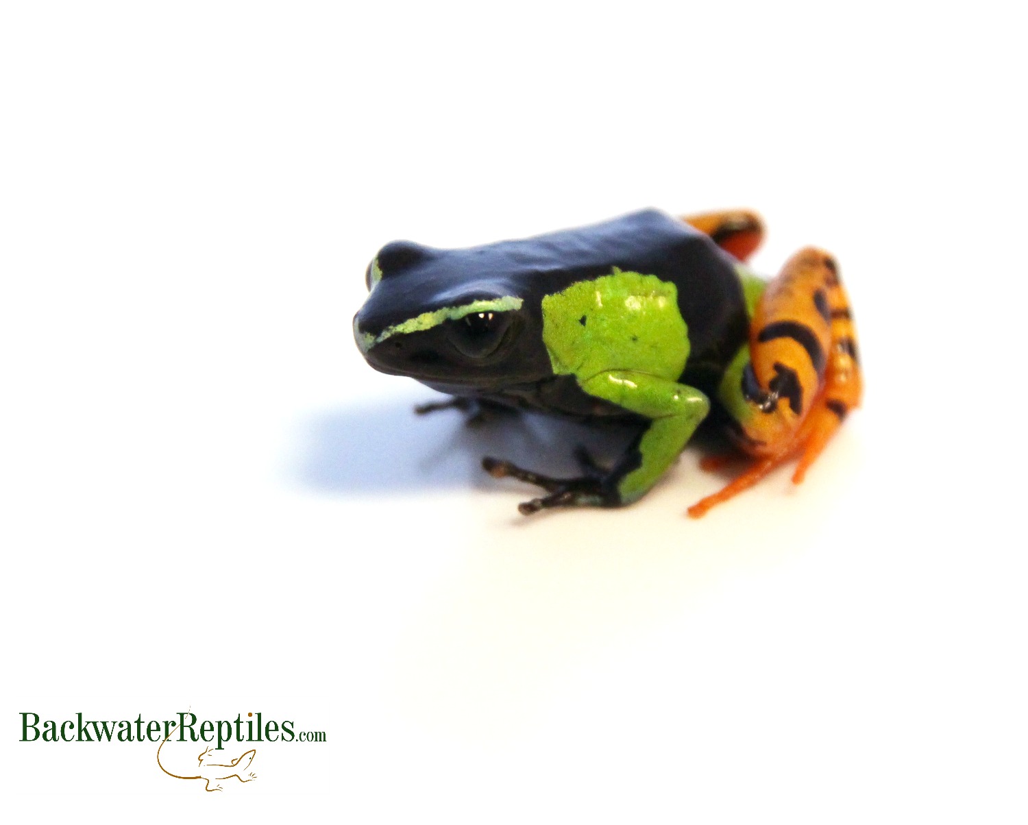 Most Colorful Pet Frogs | Backwater Reptiles Blog