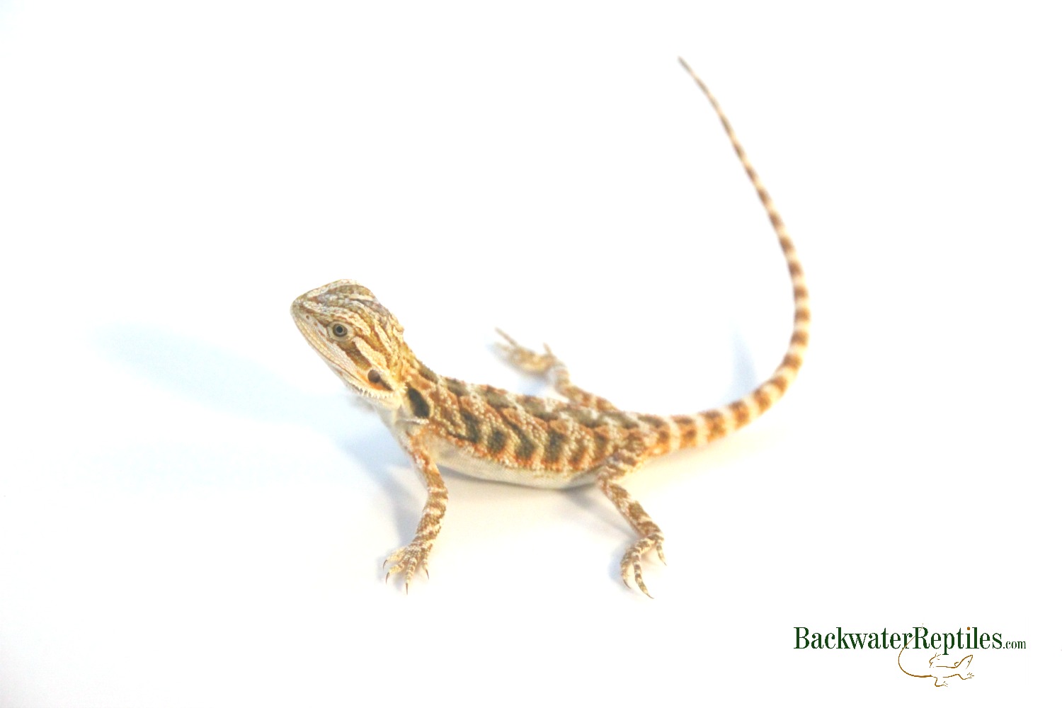 Most Popular Bearded Dragon Morphs | Backwater Reptiles Blog