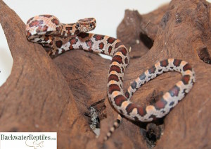 normal-corn-snake | Backwater Reptiles Blog