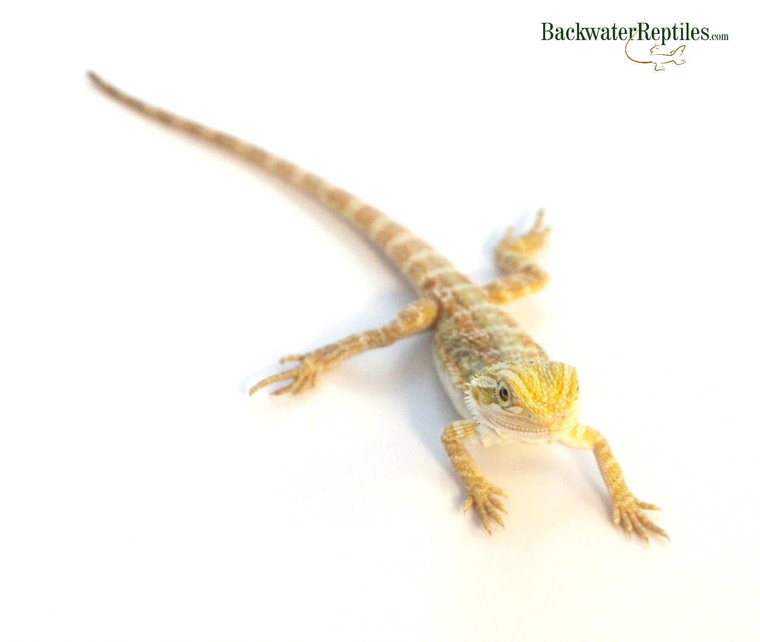 Most Popular Bearded Dragon Morphs | Backwater Reptiles Blog