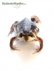 The Grumpy Rain Frog (Breviceps mossambicus) | Backwater Reptiles Blog