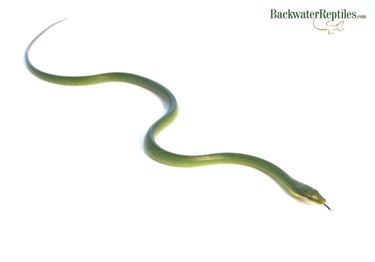 Red Tail Green Rat Snake Care (Gonysoma oxycephala) | Backwater ...