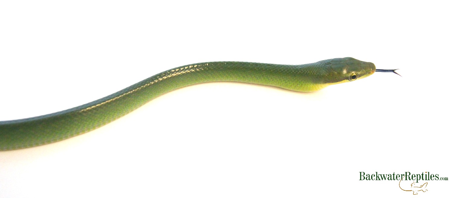 Red Tail Green Rat Snake Care (Gonysoma oxycephala) | Backwater ...