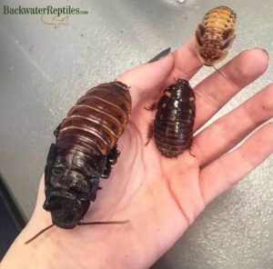 Best Feeder Insects for Reptiles | Backwater Reptiles Blog