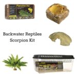 How to Set Up a Scorpion Enclosure | Backwater Reptiles Blog