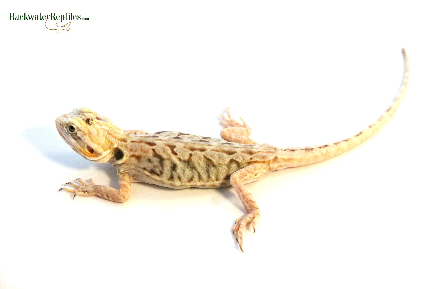 Most Popular Bearded Dragon Morphs | Backwater Reptiles Blog