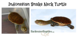 Indonesian Snake Neck Turtle (Macrochelodina rugosa) | Backwater ...