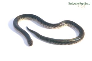 How to Care for Your Sunbeam Snake (Xenopeltis unicolor) | Backwater ...