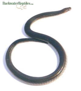 How to Care for Your Sunbeam Snake (Xenopeltis unicolor) | Backwater ...