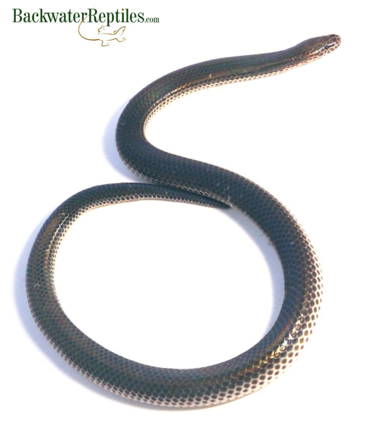 How to Care for Your Sunbeam Snake (Xenopeltis unicolor) | Backwater ...