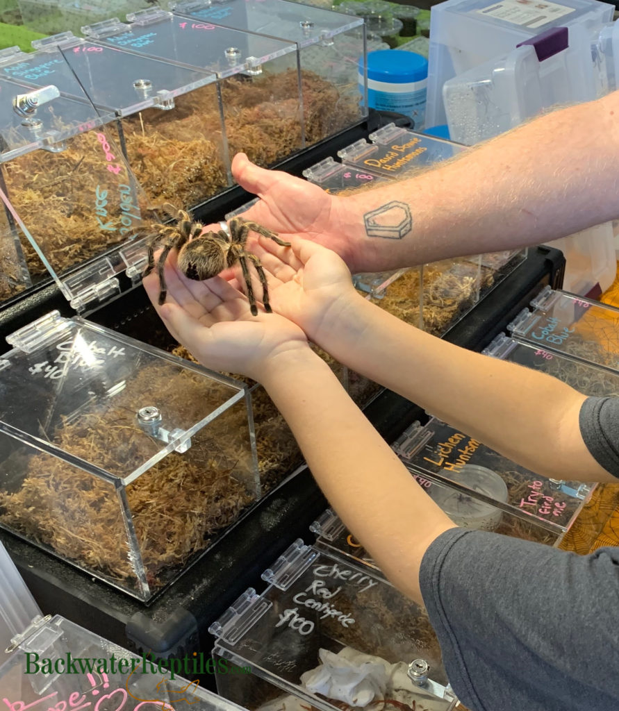 What Are Reptile Expos Like? | Backwater Reptiles Blog
