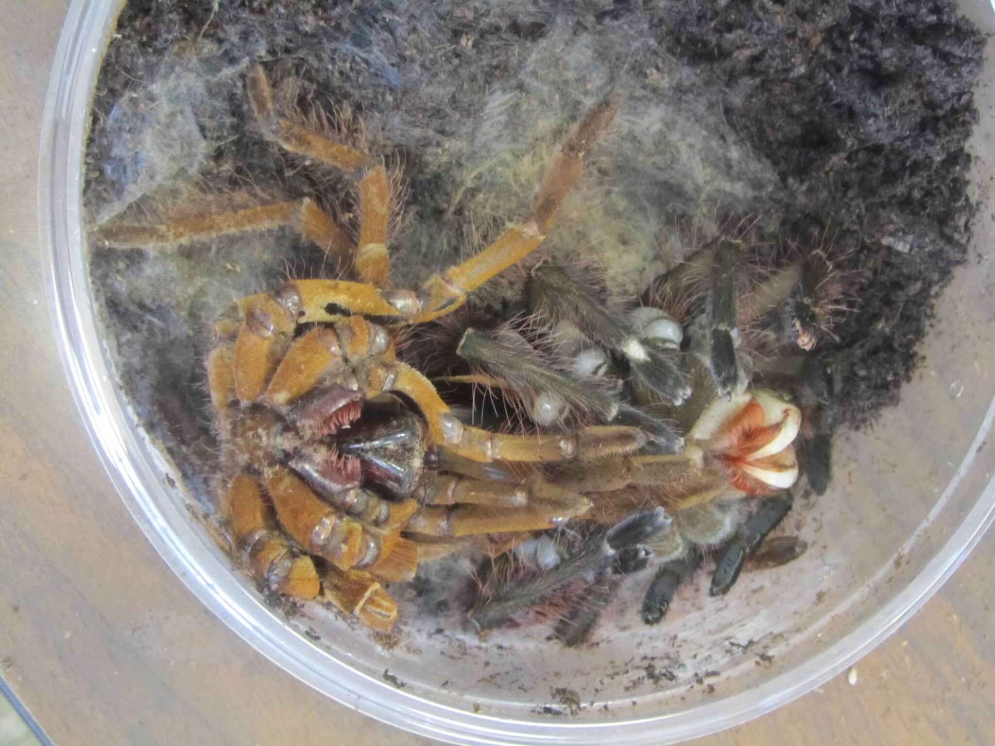 Invertebrates | Backwater Reptiles Blog